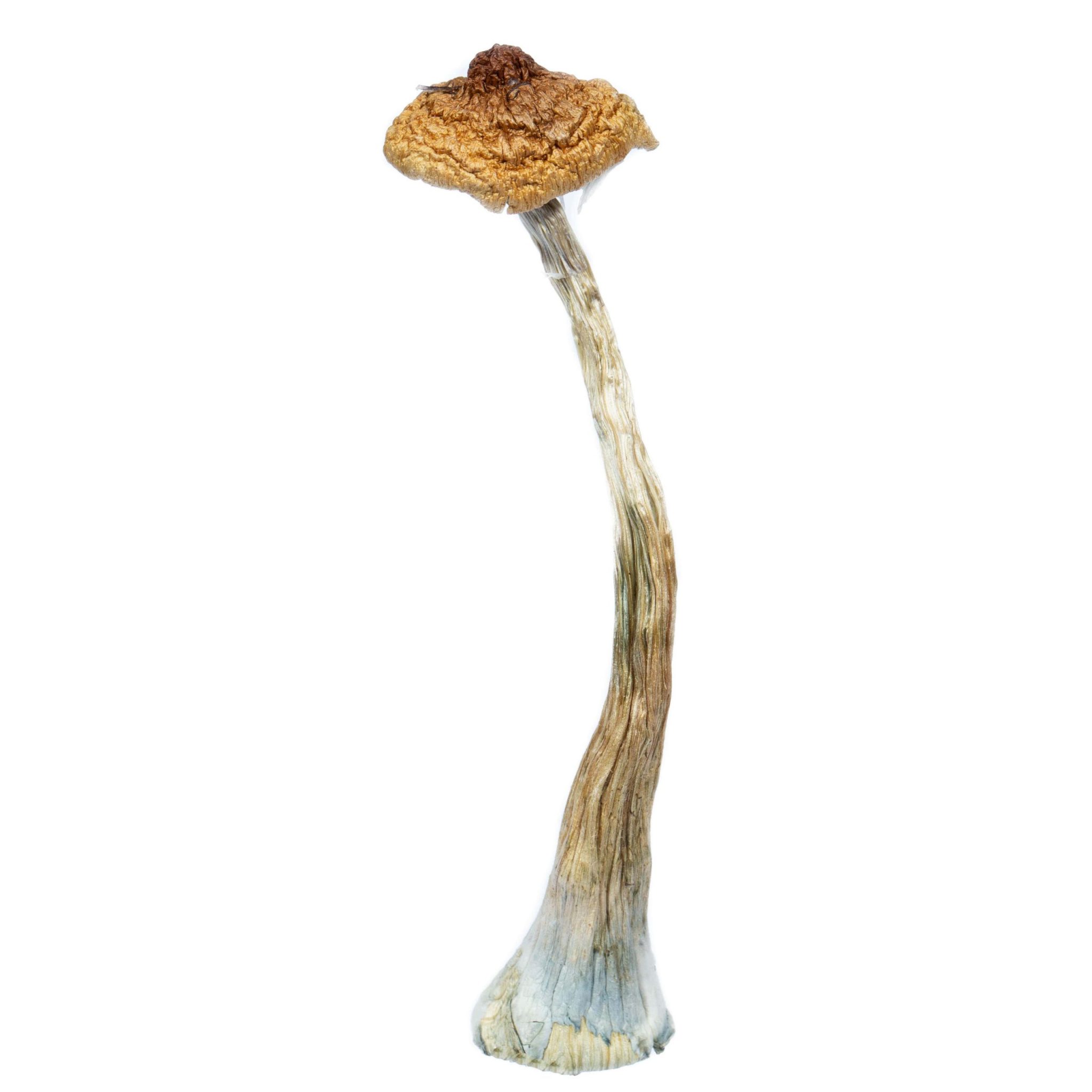 Buy Magic Mushrooms | Daily Edibles Weed Delivery Vancouver | Shrooms