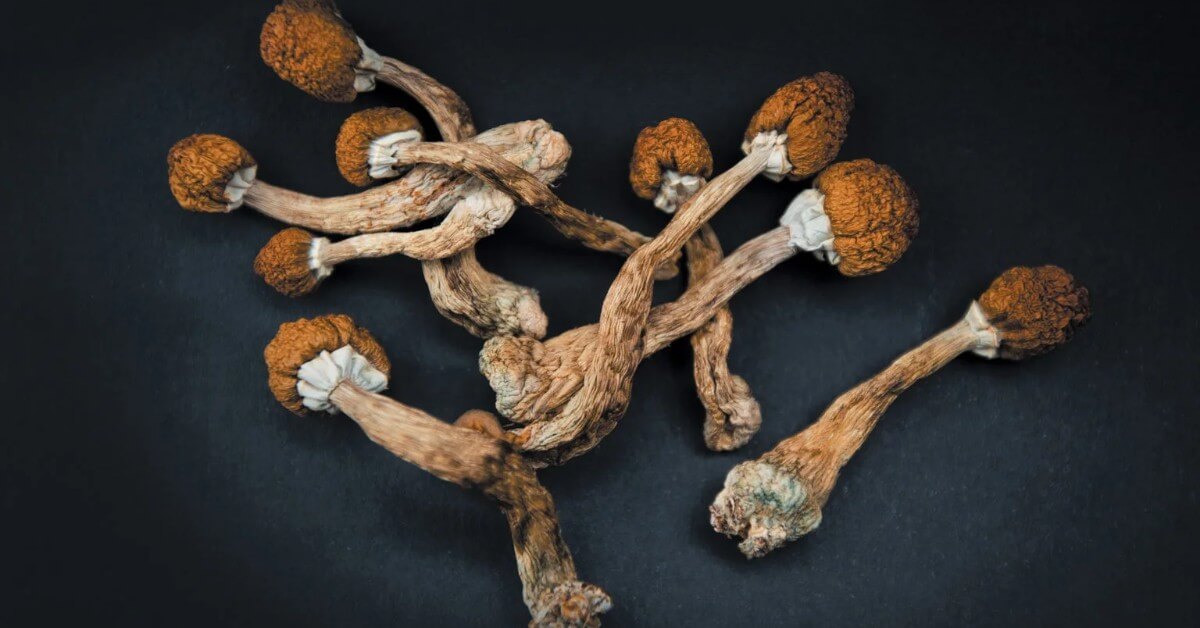 What Are The Different Types Of Magic Mushrooms Daily Edibles