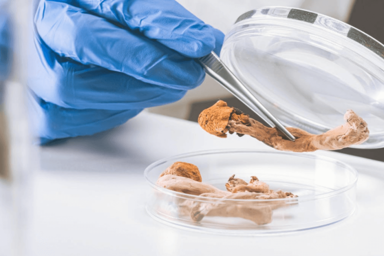 How to Consume Shrooms - Daily Edibles